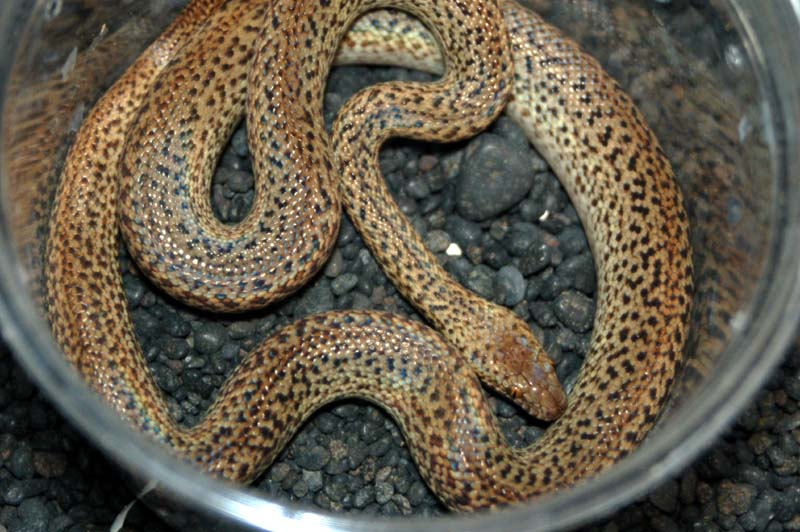 Granite Spotted Pythons At AAR