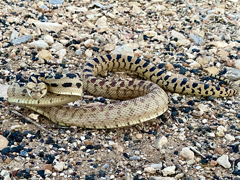 Herping Arizona