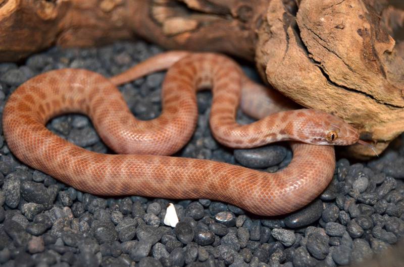 Available Childrens pythons (Antaresia childreni) at Australian ...