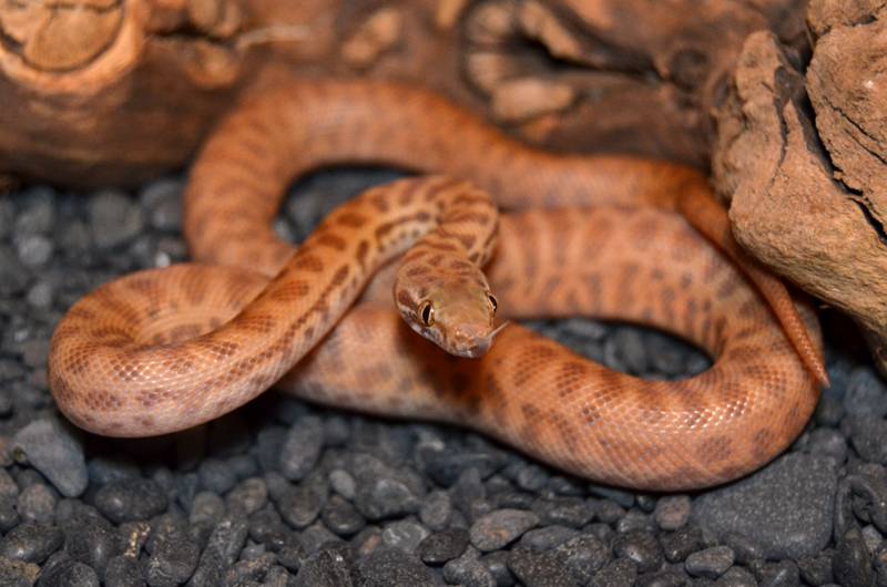 Available Childrens pythons (Antaresia childreni) at Australian ...