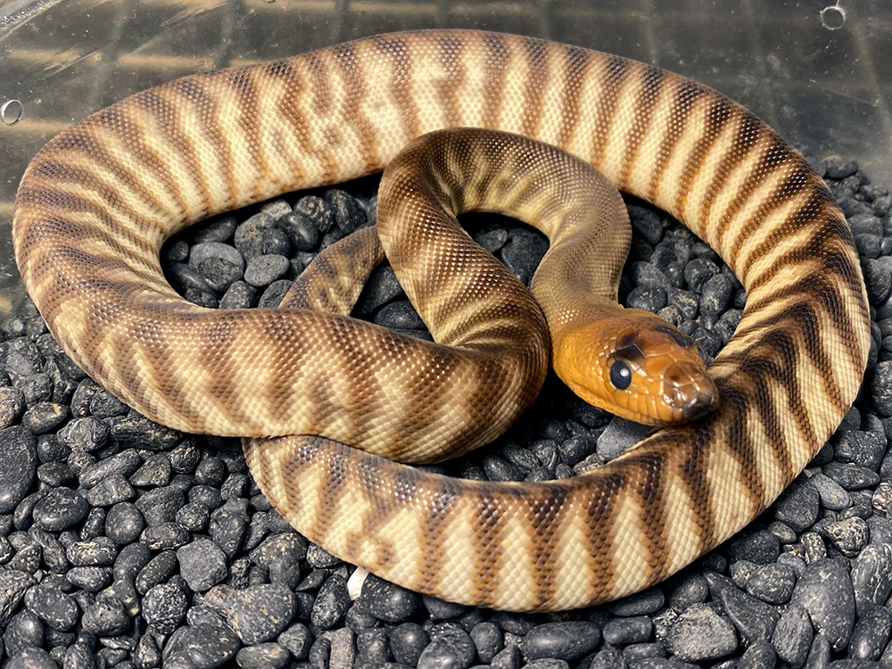 Available Woma Pythons at AAR