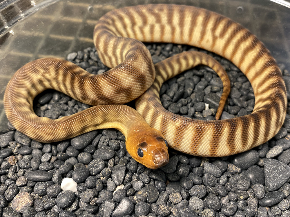 Available Woma Pythons at AAR